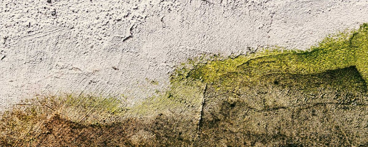 Removing Algae from Render & Exterior Walls – Render Wash